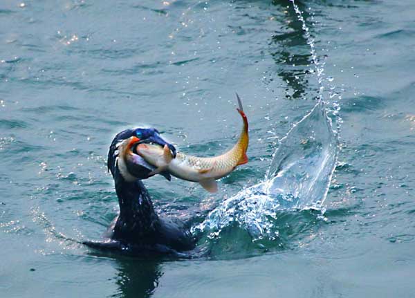 Photo, Image & Picture of Cormorant Fishing